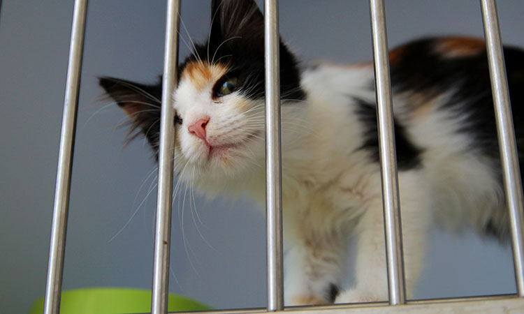 12 WNC animal nonprofits that are easy to support